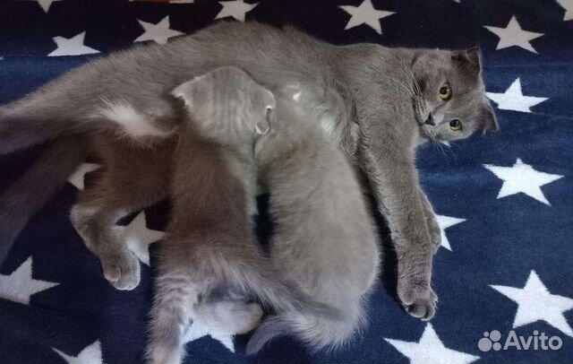 Шотландские вислоухие котята серые