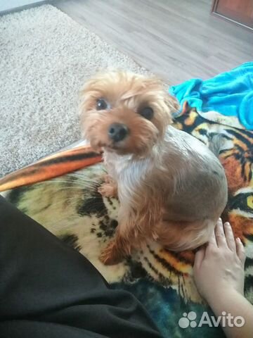 Продам йорка