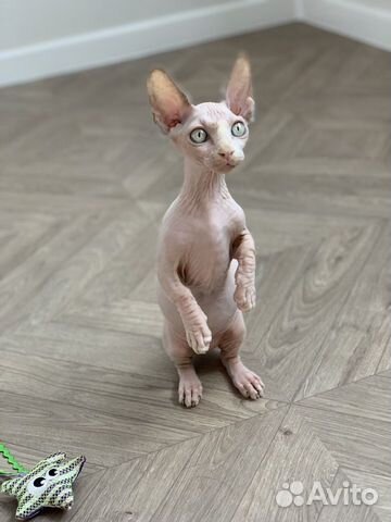 Клубный котенок двельф страйт