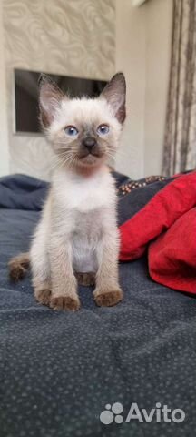 Котёнок тайский