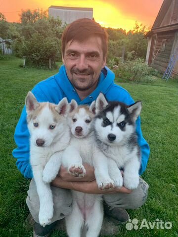 Щенки сибирской хаски