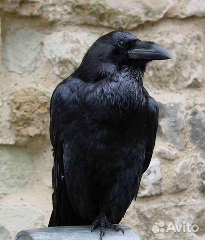 Черный ворон