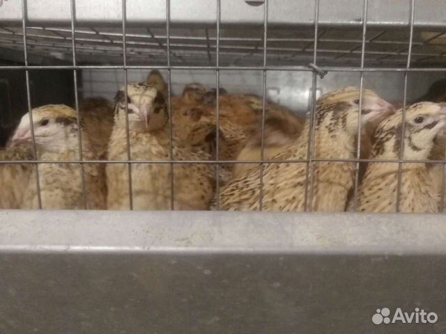 Перепела феникс золотистый и серебристый