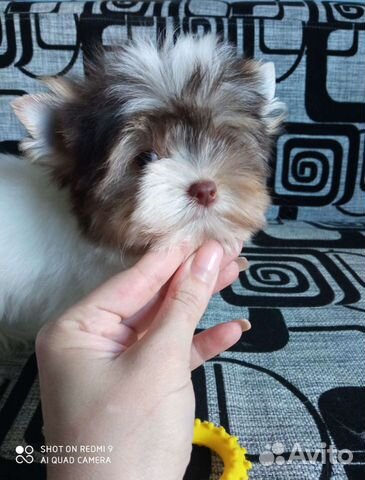 Бивер