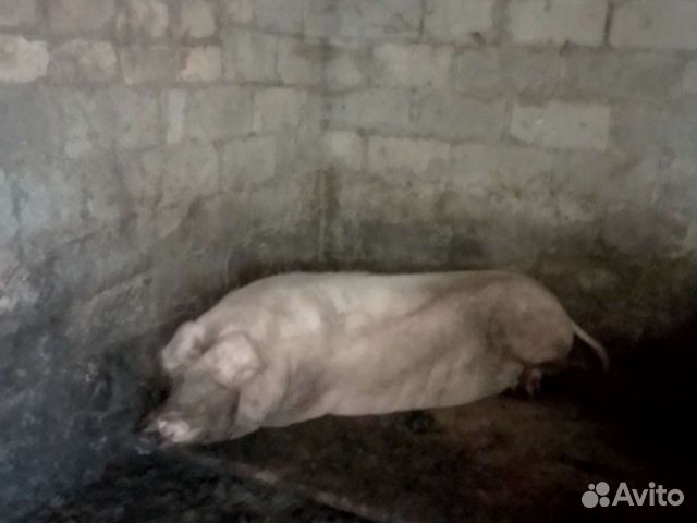 Свиноматка на мясо