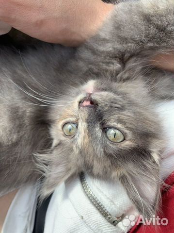 Кошка Мусильда