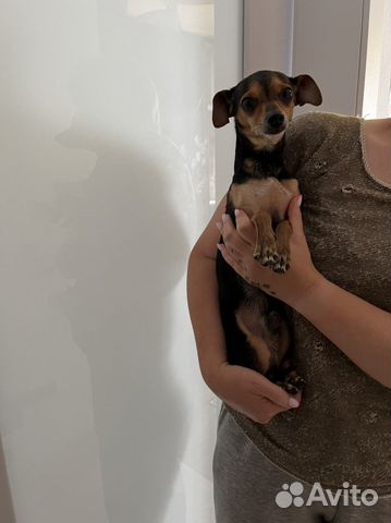 Найден той терьер