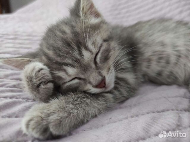 Малышка котенок ищет самых лучших хозяев