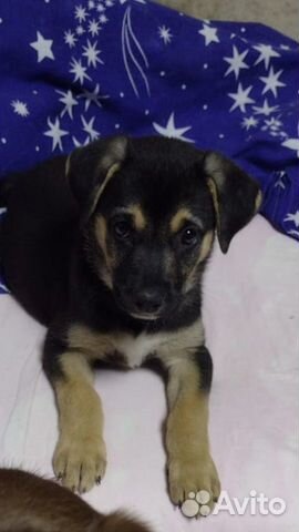 Привитая Лялька ищет дом