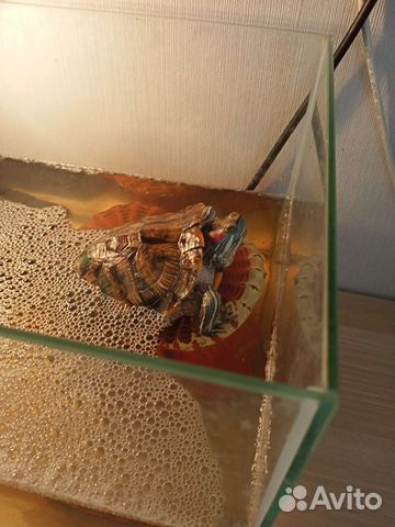 Красноухая черепаха бесплатно с аквариумом