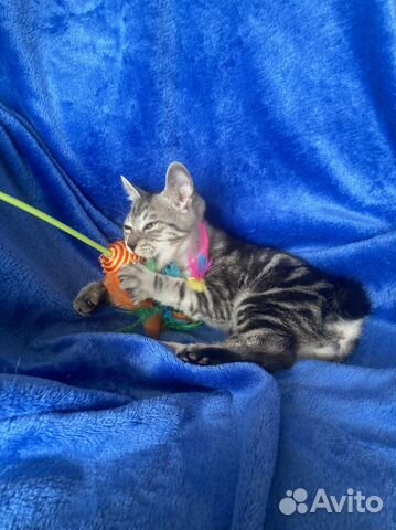 Закат котенок