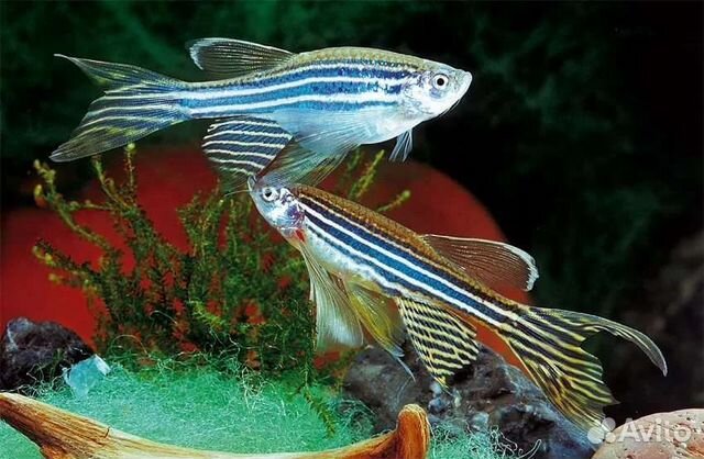 Данио рерио вуалехвостый