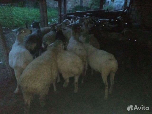 Овцы бараны