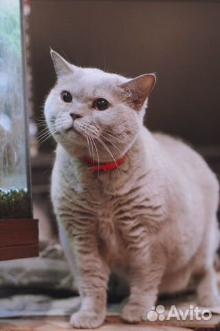 Котик из приюта