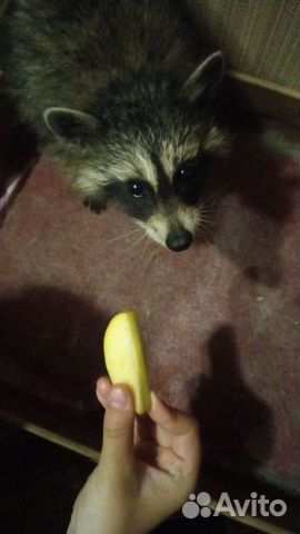 Енот полоскун