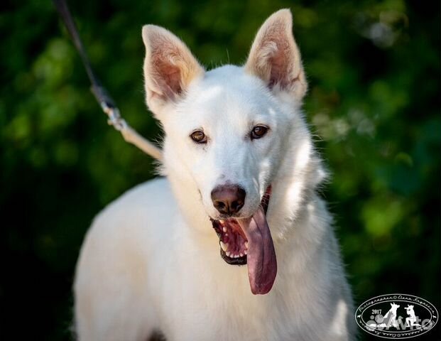 Белая швейцарская овчарка Атлант в добрые руки