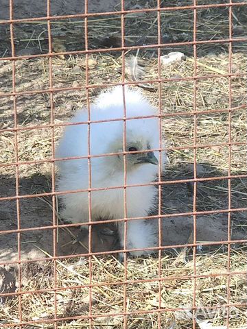 Китайских шелковых кур цыплята