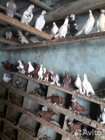 Продам голубей