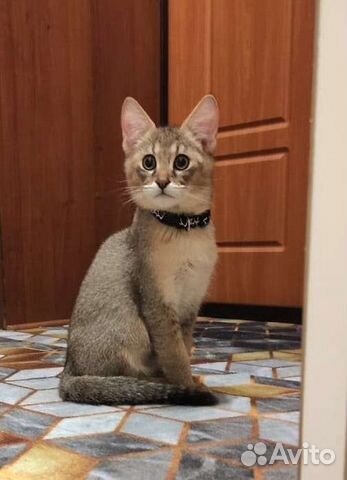 Котик чаузи ф1
