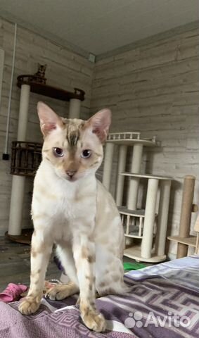 Бенгальские котята