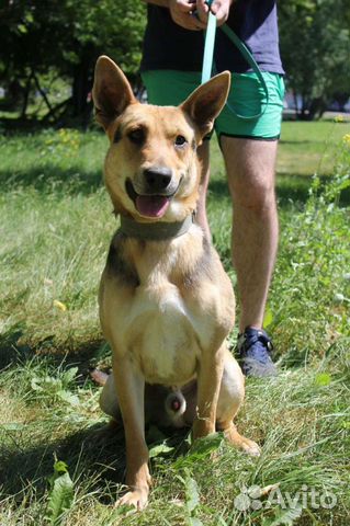 Декстер пес нуждается в доме
