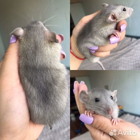 Крысенок мальчик голубой