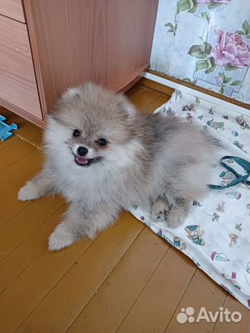 Померанский шпиц мини