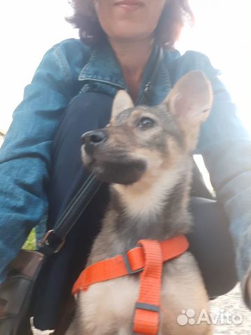 Щенок в добрые руки