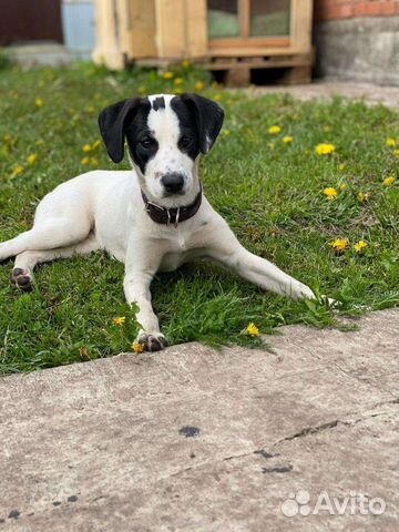 Щенок в добрые руки девочка