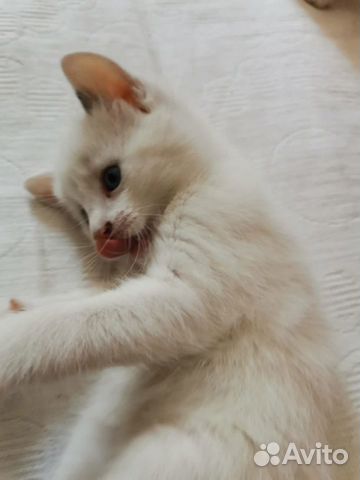 Котята