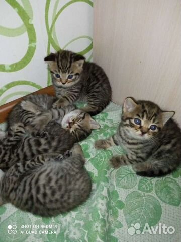 Кошки шотландцы