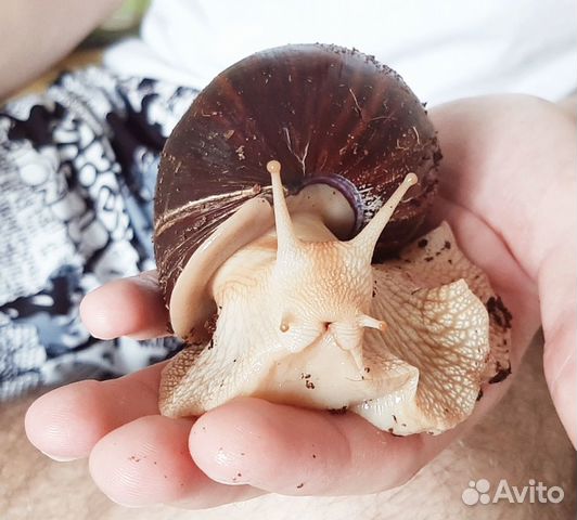 Улитки ахатины