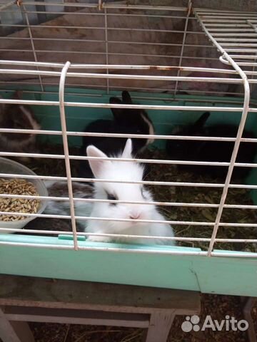 Карликовый кролик