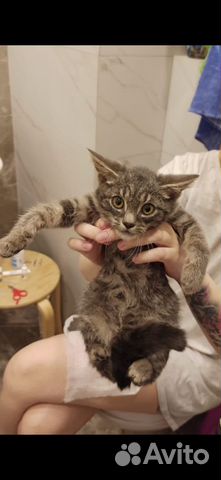 Выбросили домашнего малыша