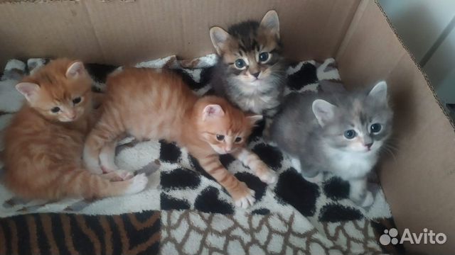 Курильский бобтейл