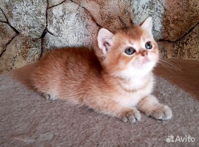 Золотой котик