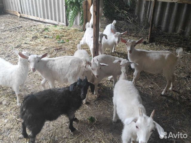 Козы козлята