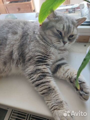 Британский кот