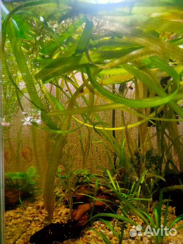 Валиснерия тигровая, Аквариумное растение