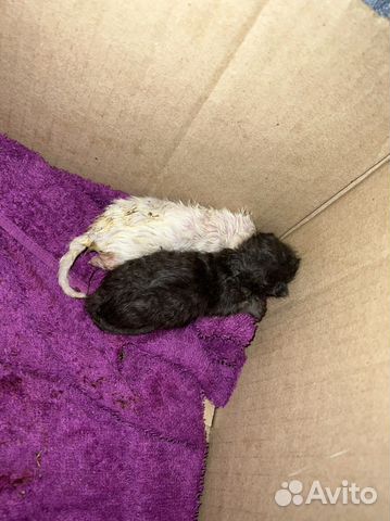 Новорожденные котята. 2 днябросила кошка