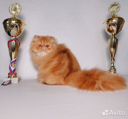 Персидская девочка 9 мес