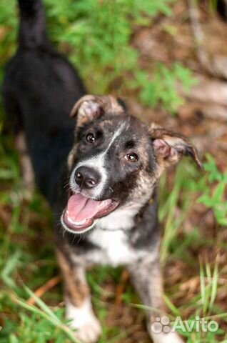 Рик ищет дом и своего хозяина