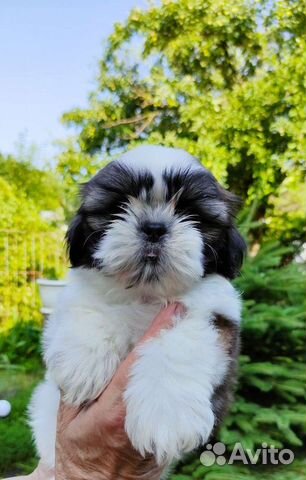 Ши-тцу с документами