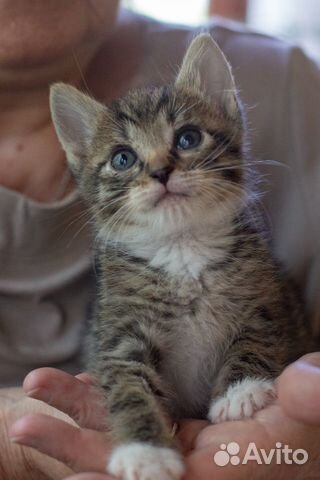 Полосатое счастье в ваш дом