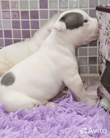 Очень крупные,мощные щенки голубоглазые стаф.тер