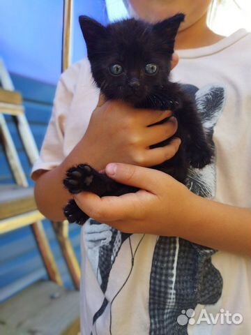 Котенок