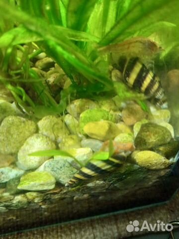 Хищница Хелена (улитка аквариумная)