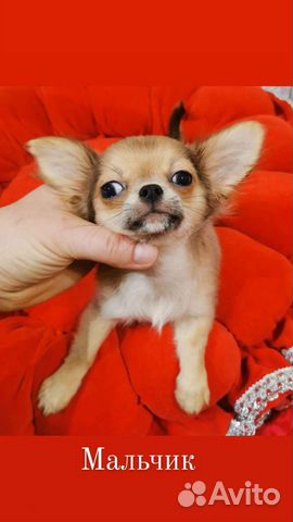 Чихуахуа Мини Мальчик. Гарантия размера