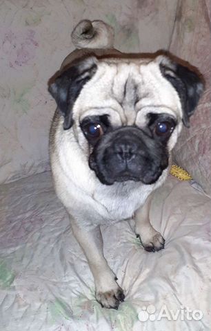 Симпотяжка