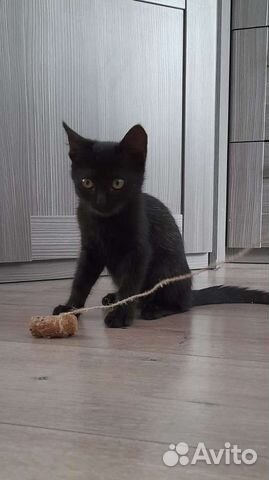 Черный котенок в добрые руки